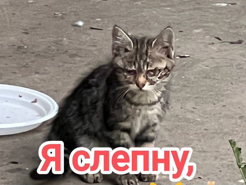 Котята в добрые руки