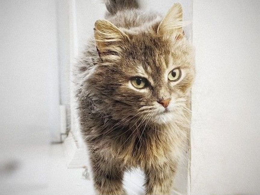 Кот кастрированный в добрые руки