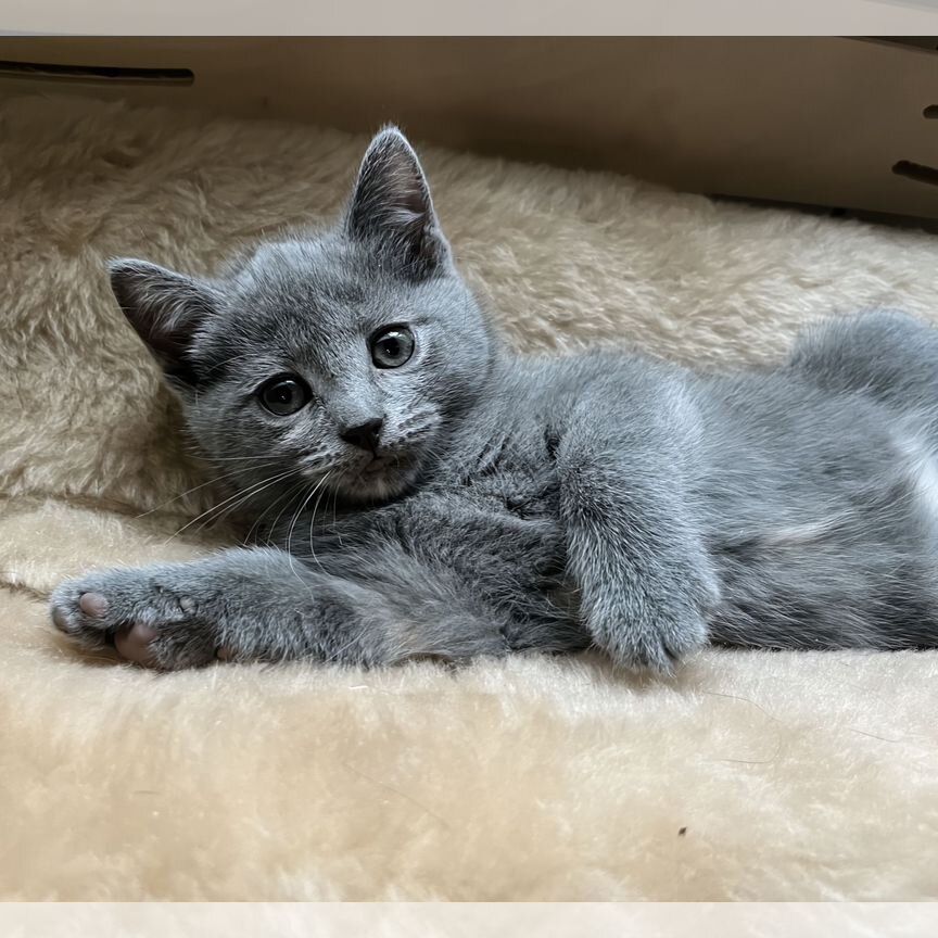 Шотландский прямоухий короткошёрстный котёнок