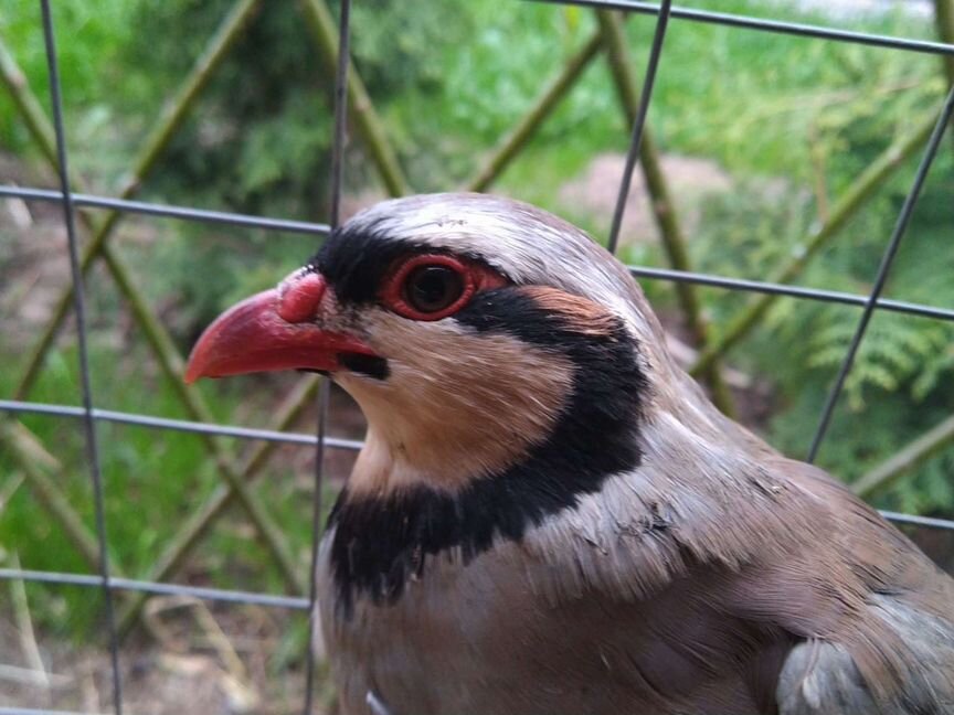 Каменная куропатка. Кеклик
