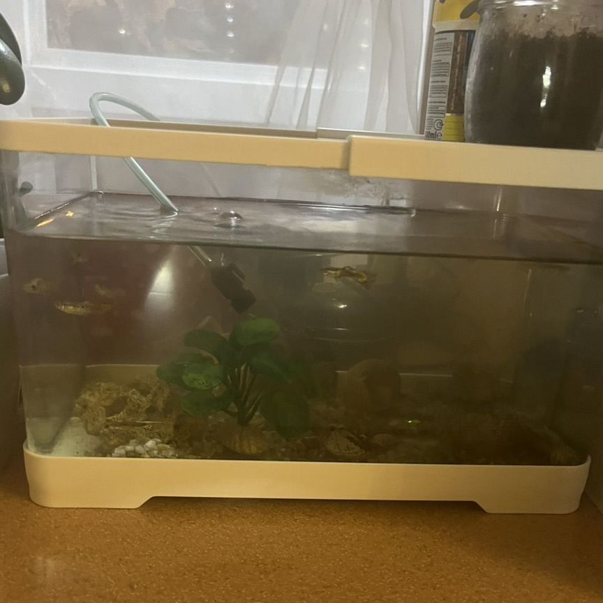 Аквариум с рыбками
