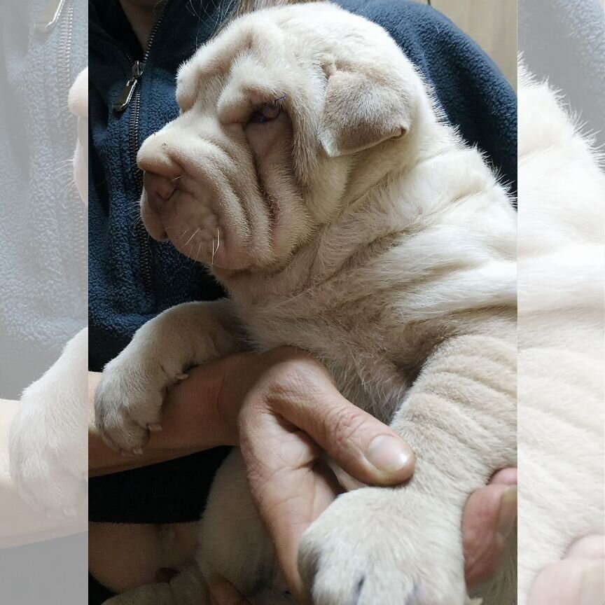 Шарпей, щенок