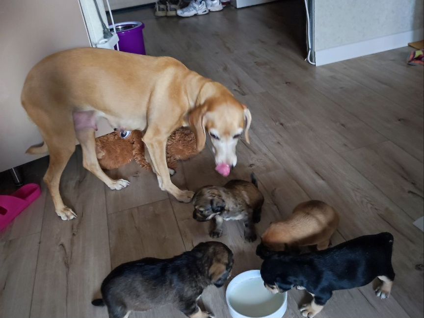 Мама - помесь Ливретка со Спаниелем