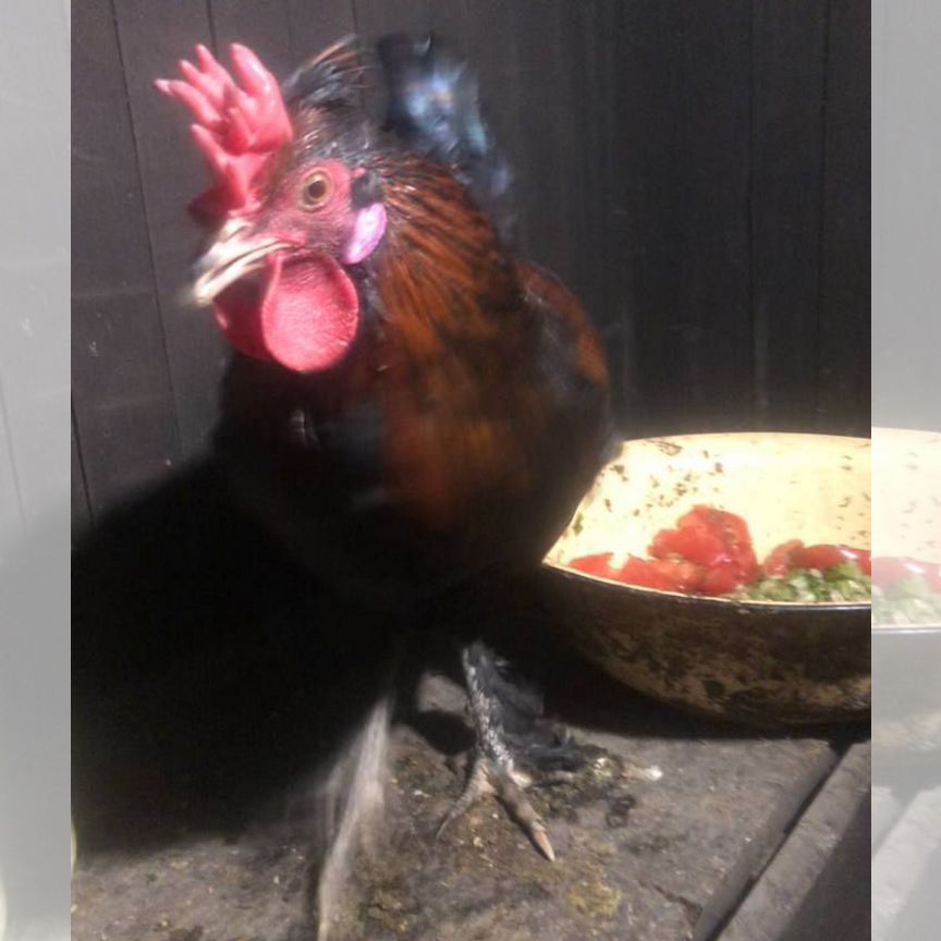 Продам породистого петуха