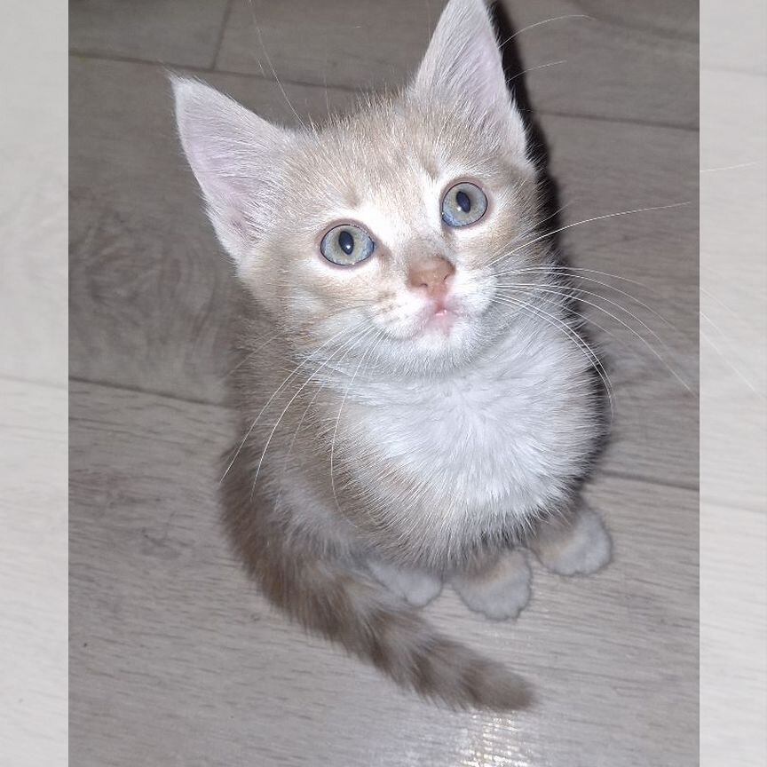 Котята