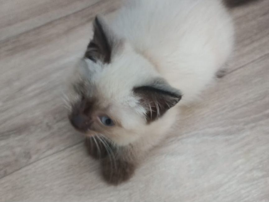 Котята сиамские кошечки