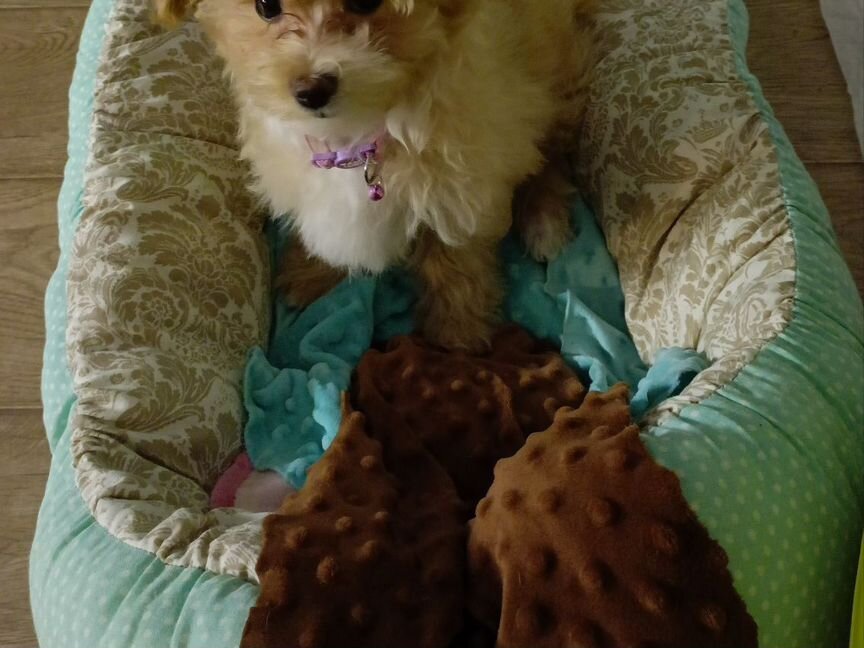 Щенок мальтипу