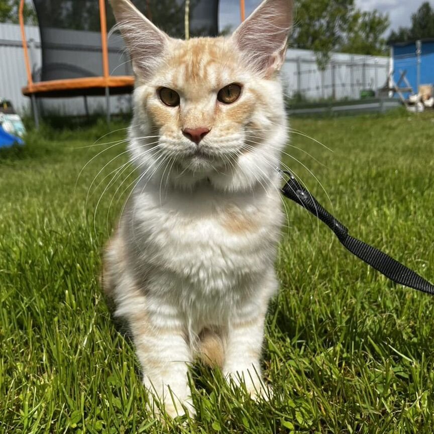 Мейн-кун котёнок