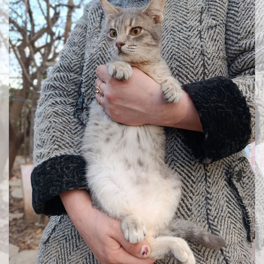 Кошки в добрые руки