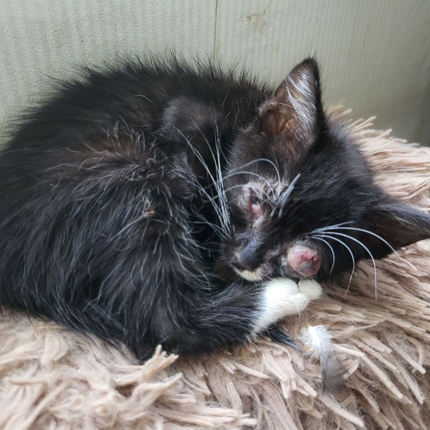 Котята помощь приют