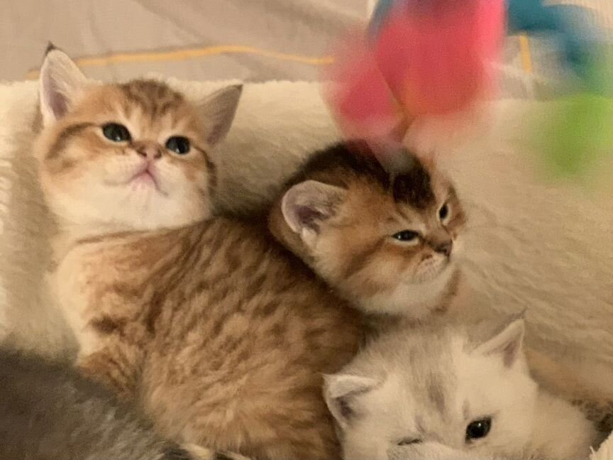Британские котята золотая шиншилла
