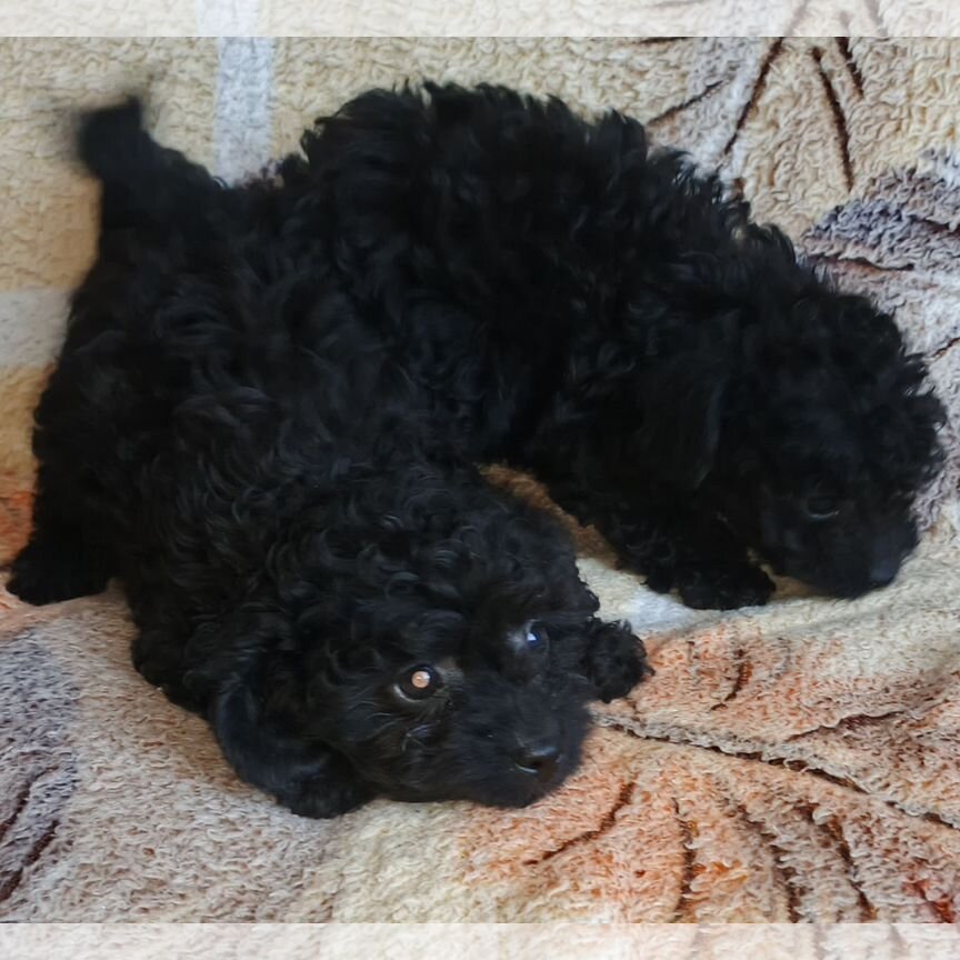 Мальтипу, щенок