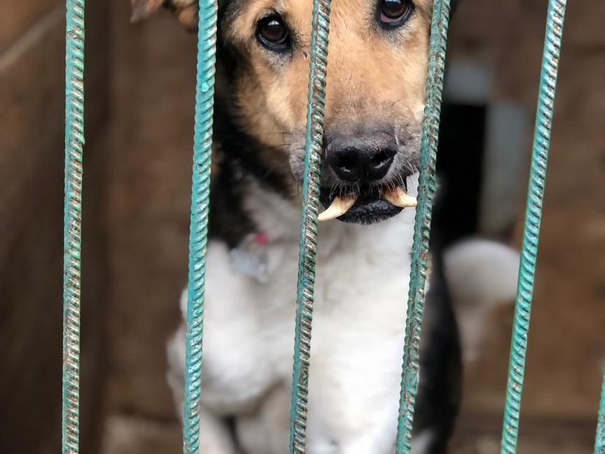 Особенная Зита тоже мечтает о теплом доме