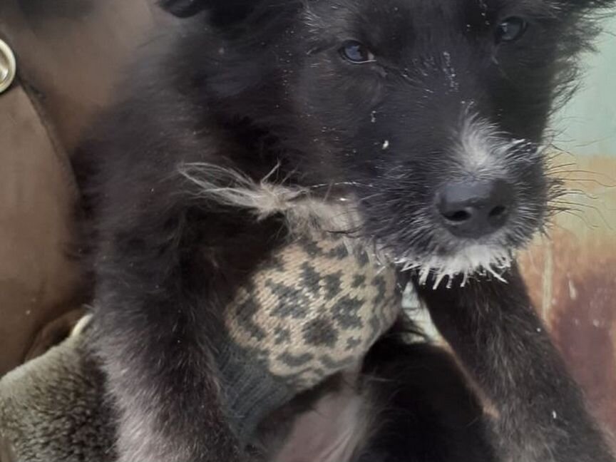 Чудесный щенок ищет дом