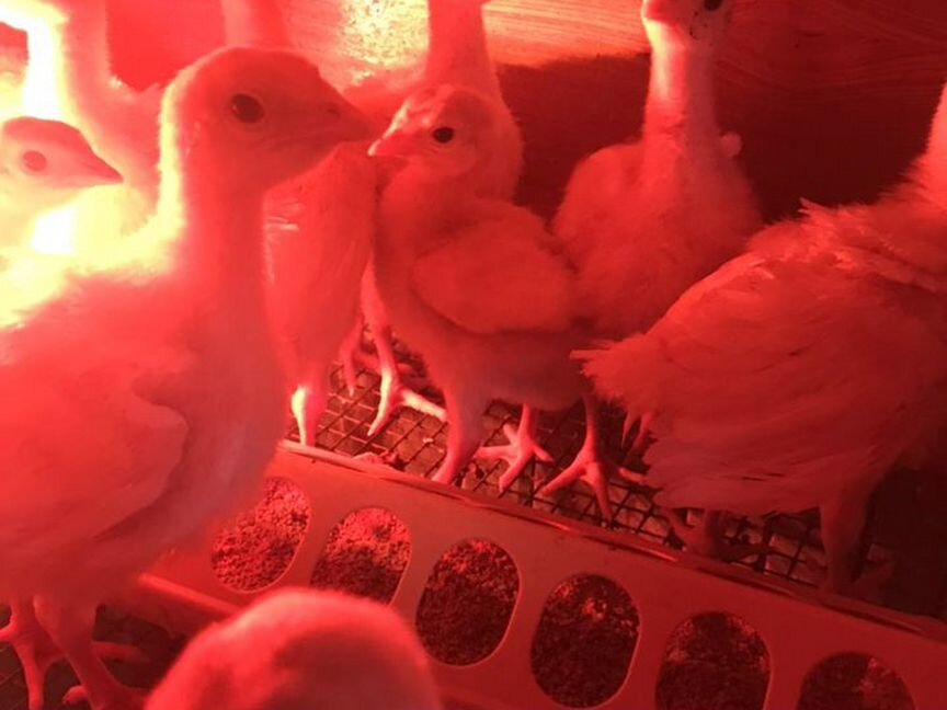 Индюшата Хайбрид Конвертер