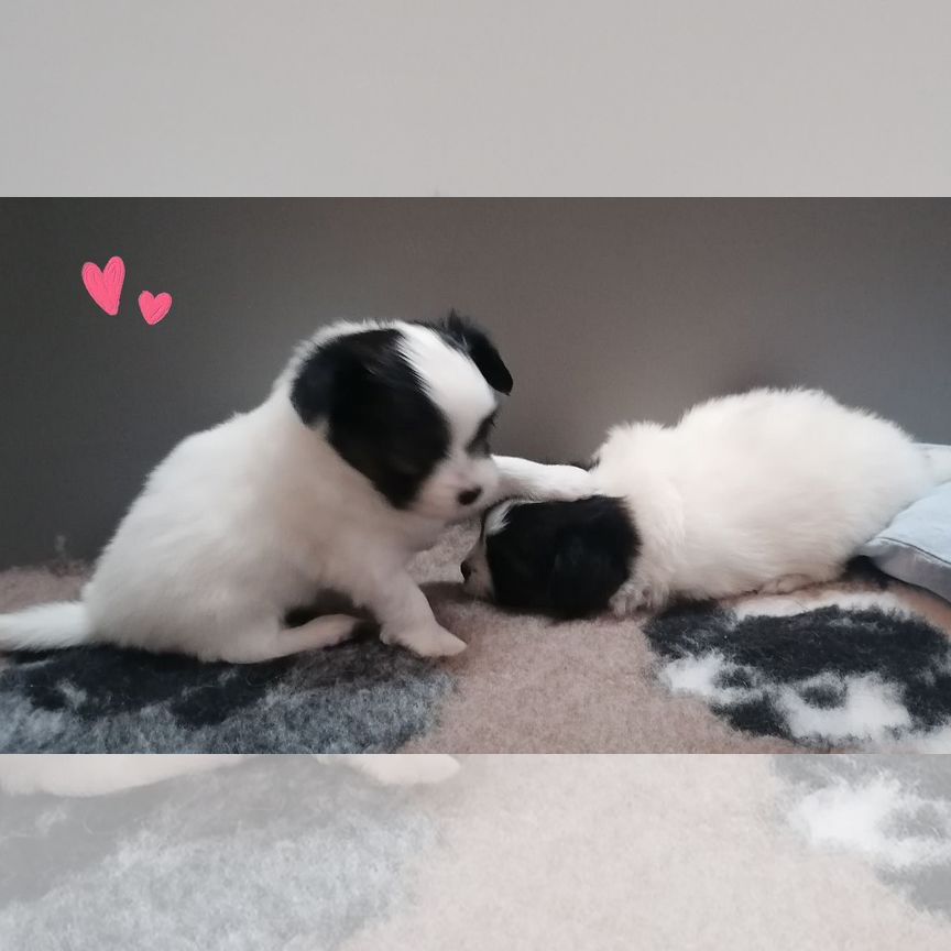 Континентальный той-спаниель папильон, щенок