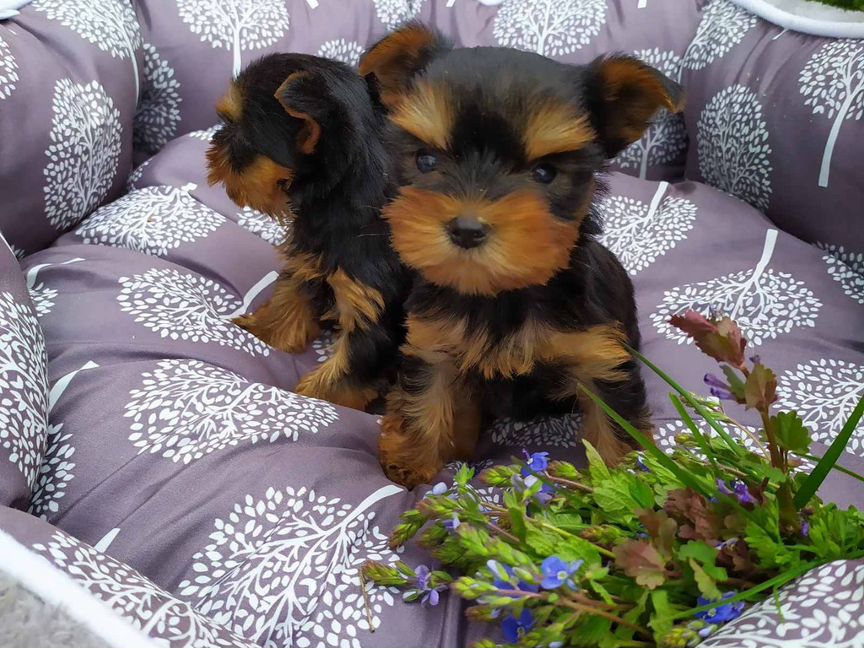 Йоркширский терьер щенки