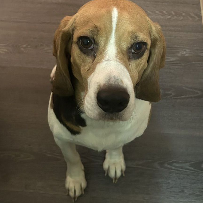 Бигль, взрослый пёс