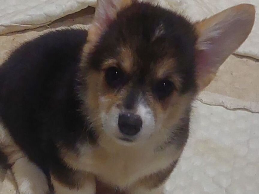 Великолепная девочка Пемброк