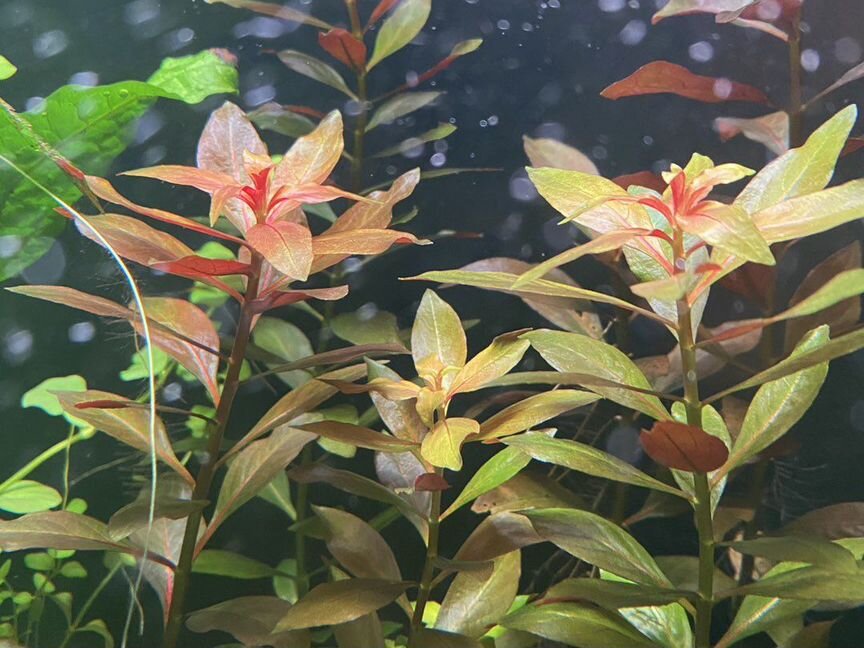 Аквариумное растение (людвигия рубин)