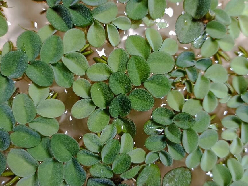 Сальвиния ушастая