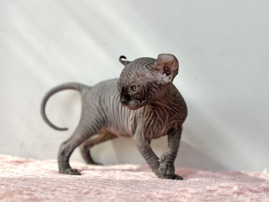 Роскошная девочка эльф