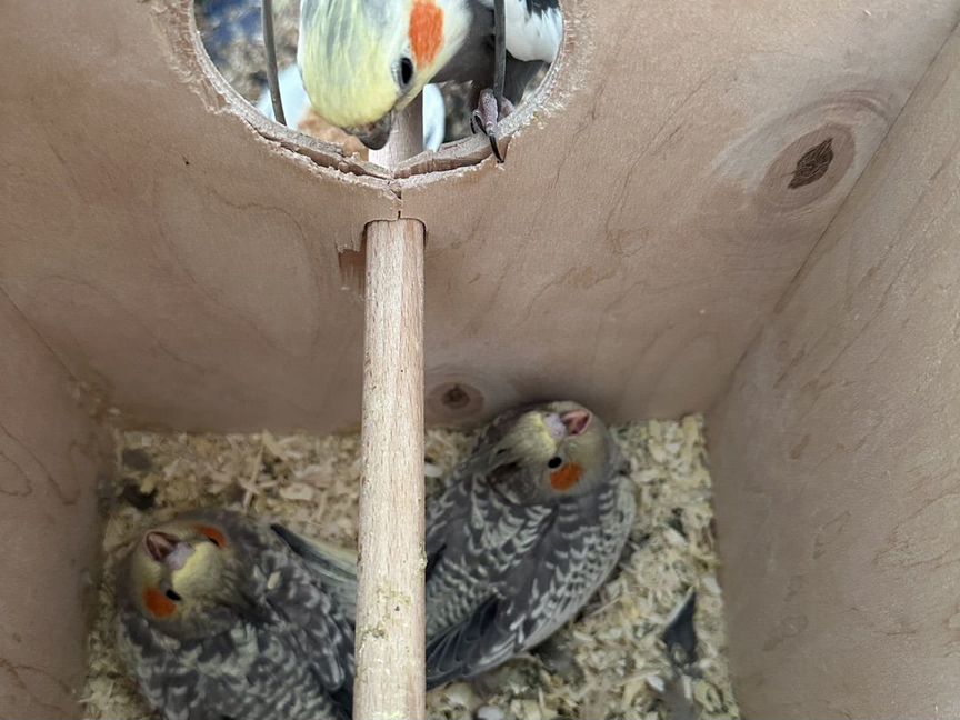 Попугай карелла птенцы