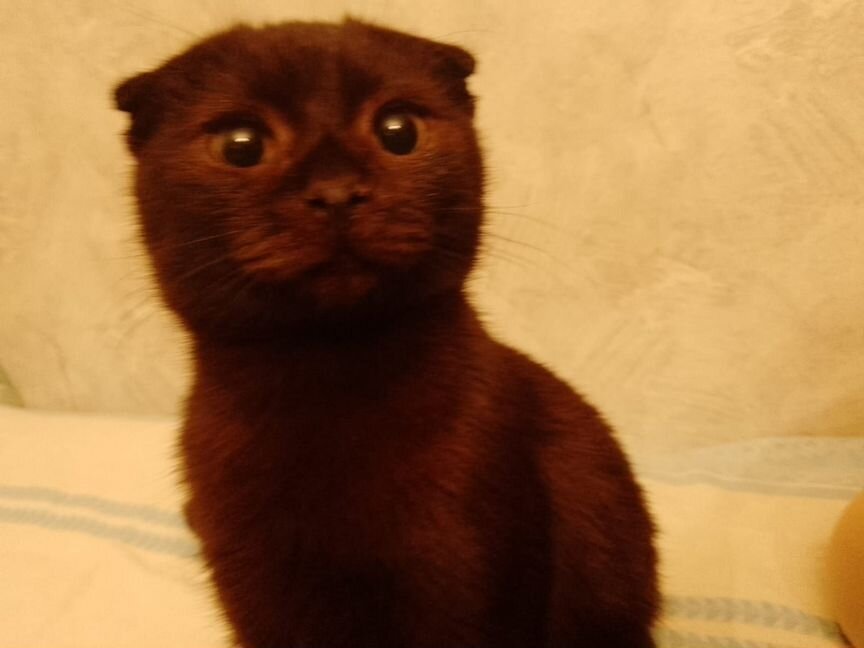 Вислоухие котята в добрые руки