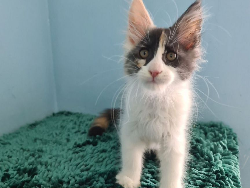 Красотка на счастье