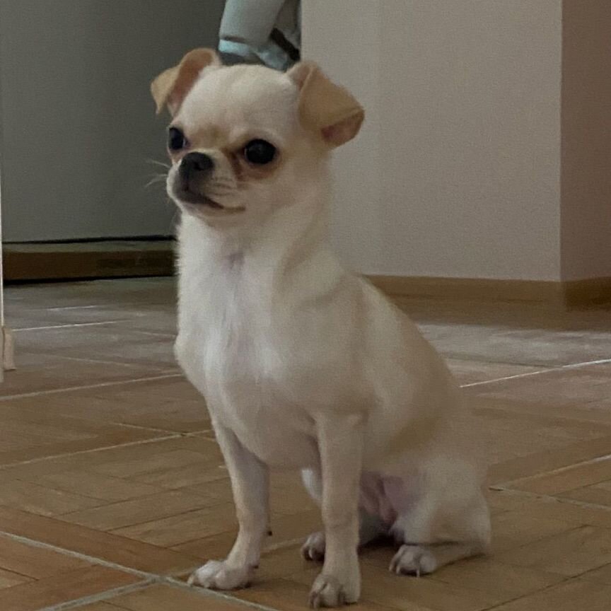 Щенки чихуахуа