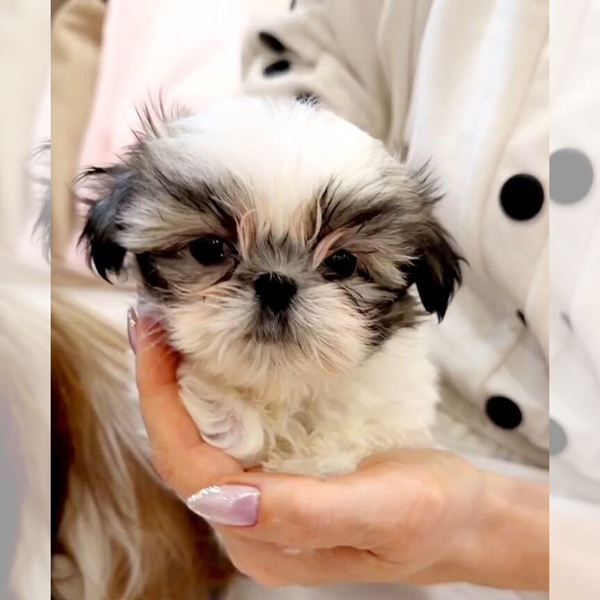 Ши-тцу, щенок