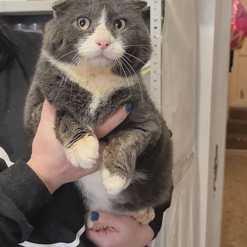 Вислоухий котик в добрые руки