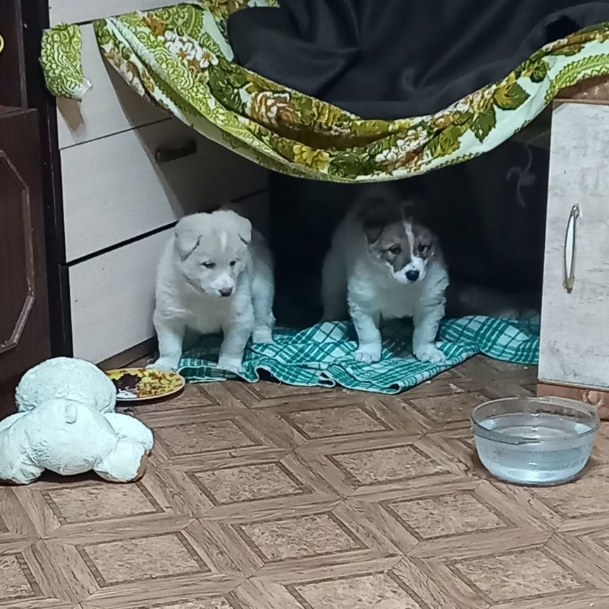 Лайка, щенок