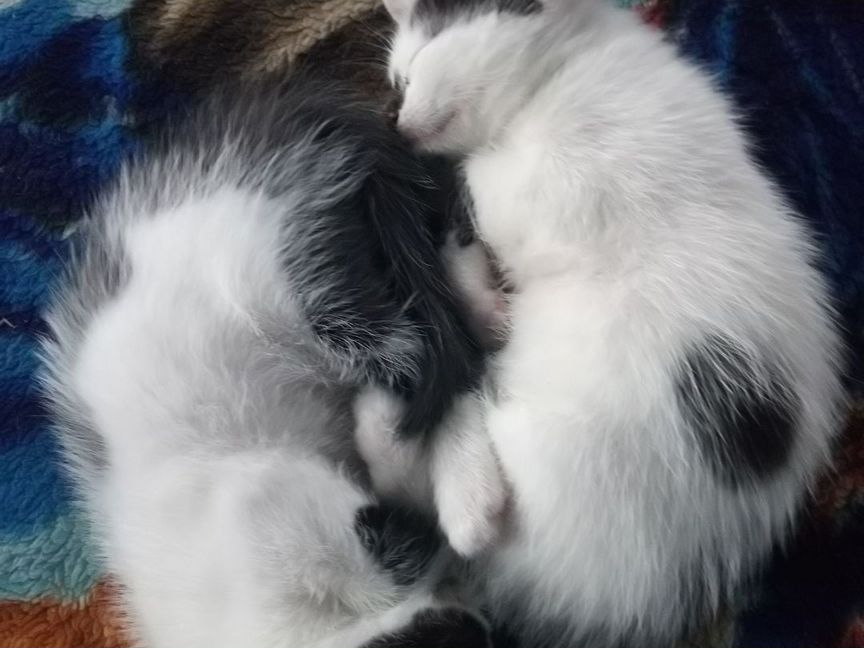 Котята мышеловы