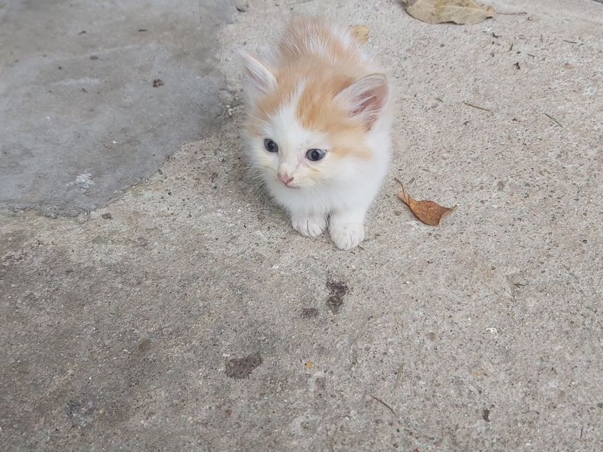 Котенок крошечный 1,5 месяца
