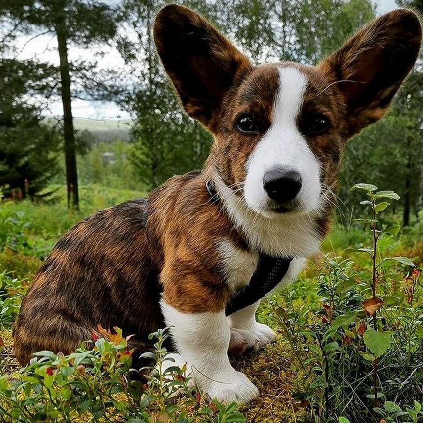 Вельш Корги Кардиган, щенок