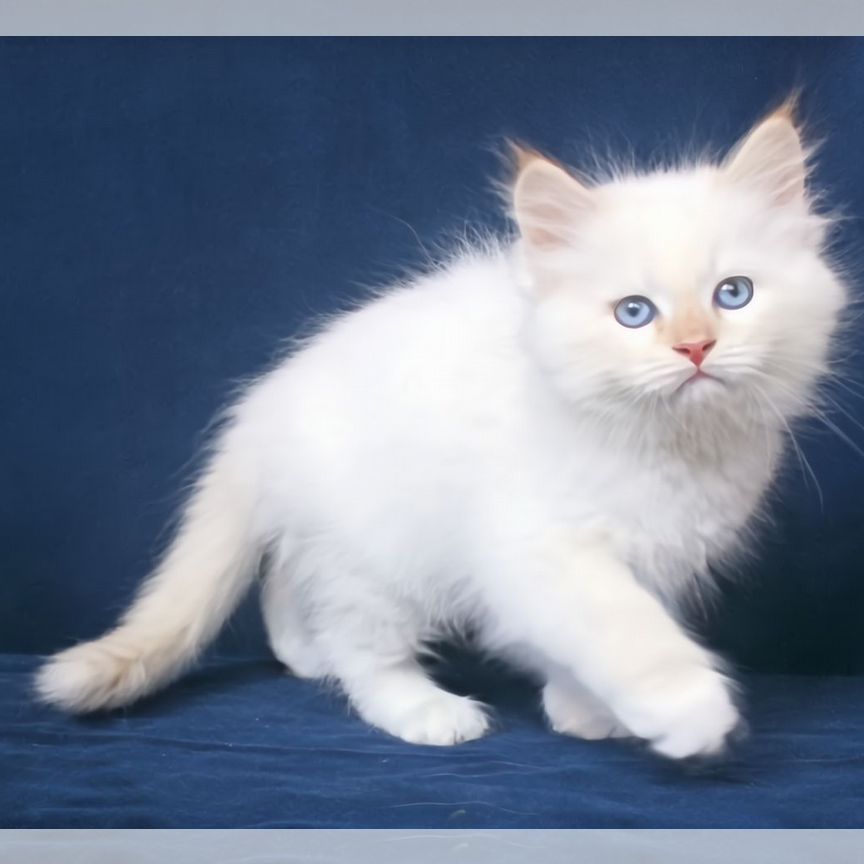 Невский маскарадный котёнок