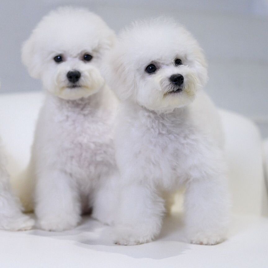 Щенки бишон фризе