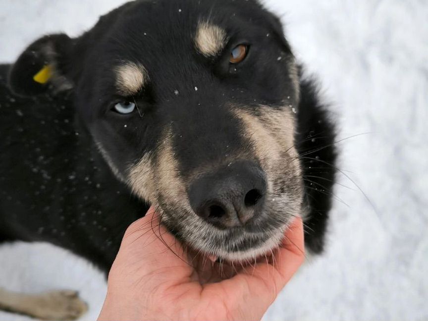 Пес ищет семью