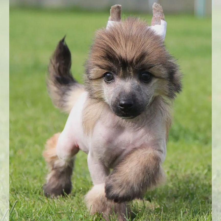 Китайская хохлатая, щенок