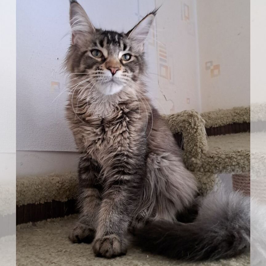 Мейн-кун котёнок