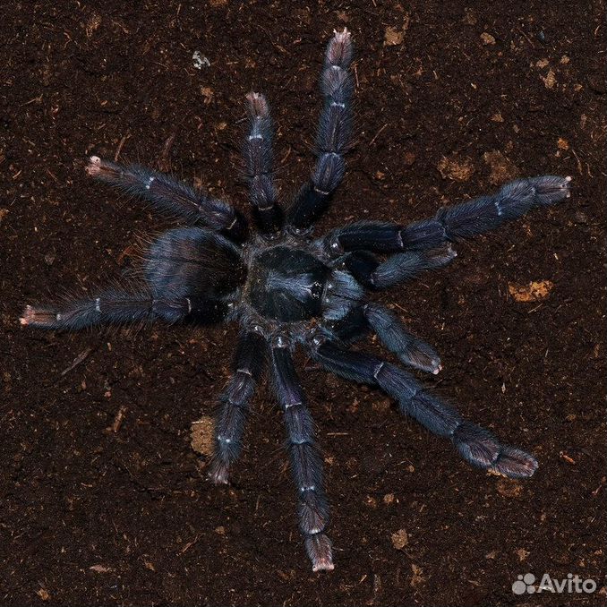 Паук Lampropelma sp. Borneo Black пара