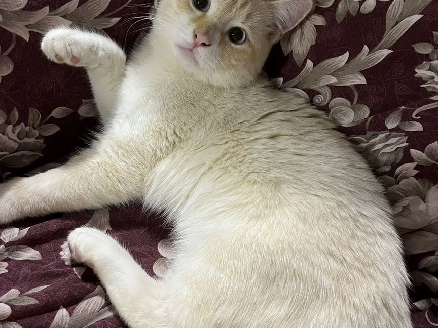 Тайский кот