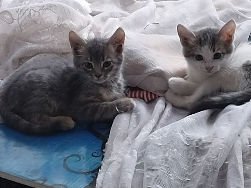 Найдена кошка с котятами отдам в добрые руки