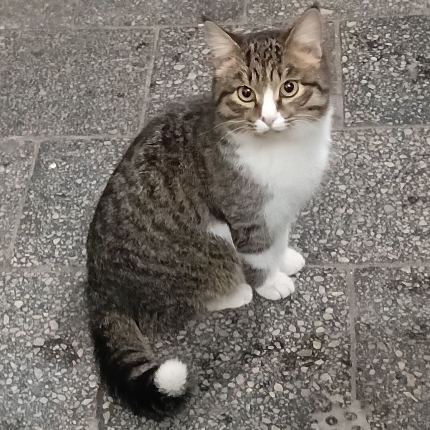 Котёнок в добрые руки