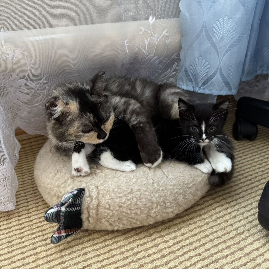 Котенок в добрые руки