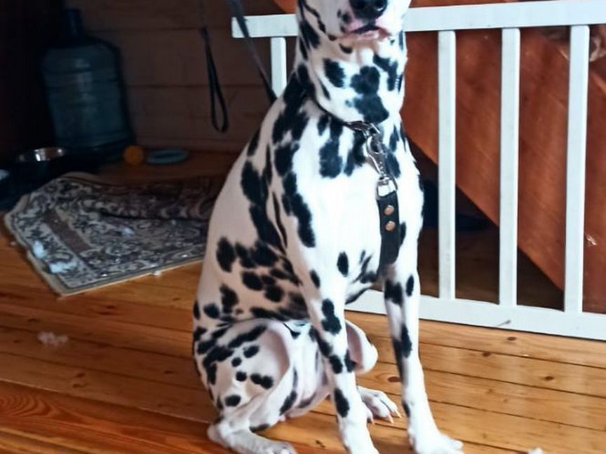 Далматинец