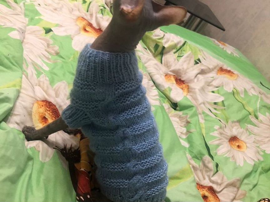 Одежда для кошек и собак