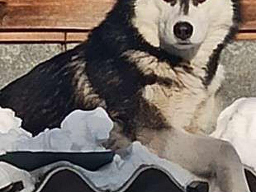 Щенки сибирской хаски