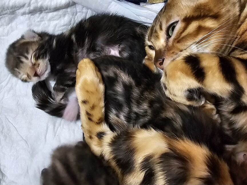 Маленькие бенгаломейкуны